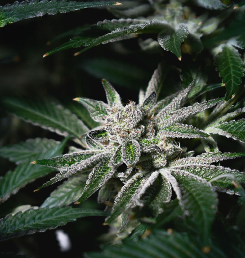 Strains - Organic Remedies