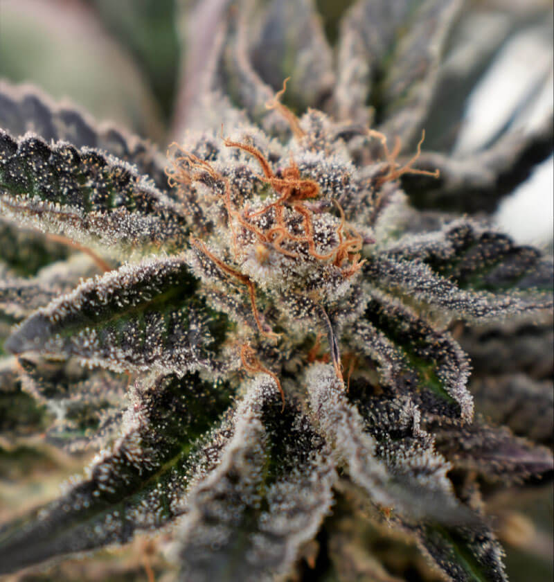 Strains - Organic Remedies