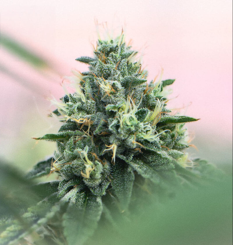 Strains - Organic Remedies