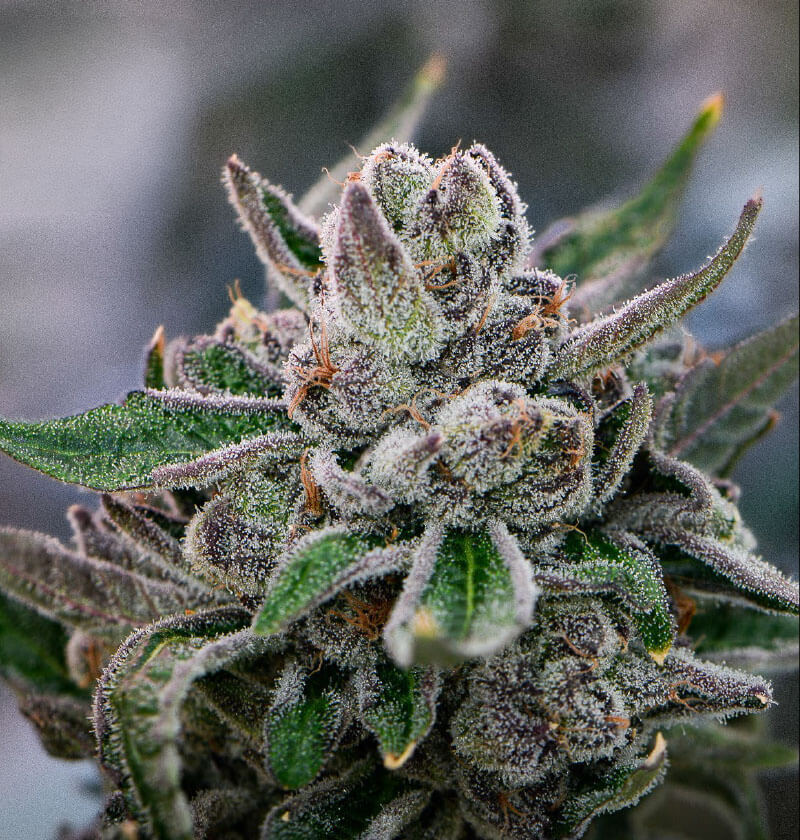 Strains - Organic Remedies