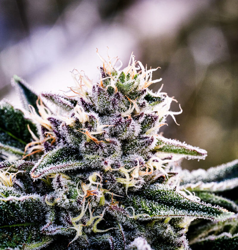 Strains - Organic Remedies