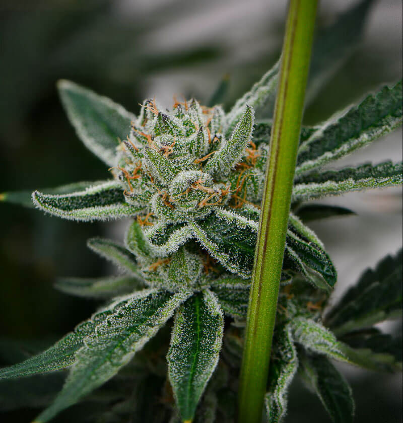 Strains - Organic Remedies