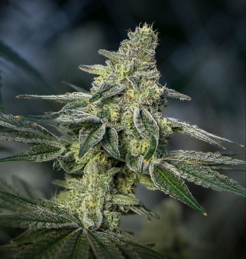 Strains - Organic Remedies