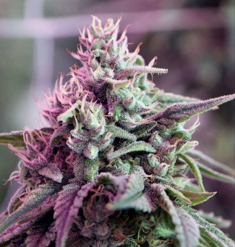 Strains - Organic Remedies