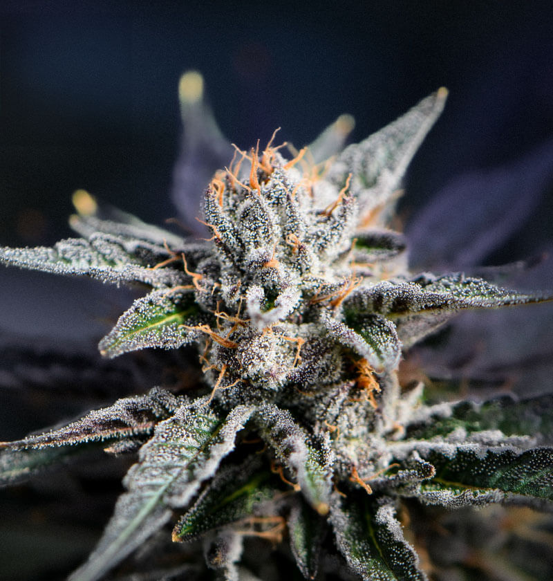 Strains - Organic Remedies