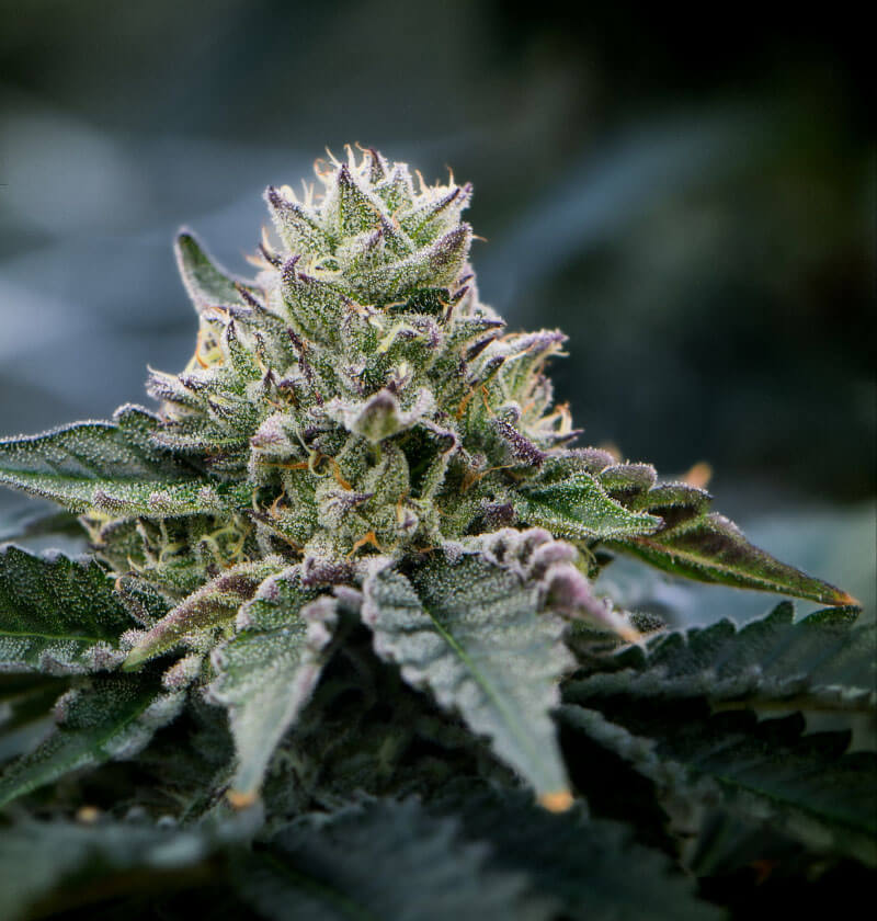 Strains - Organic Remedies