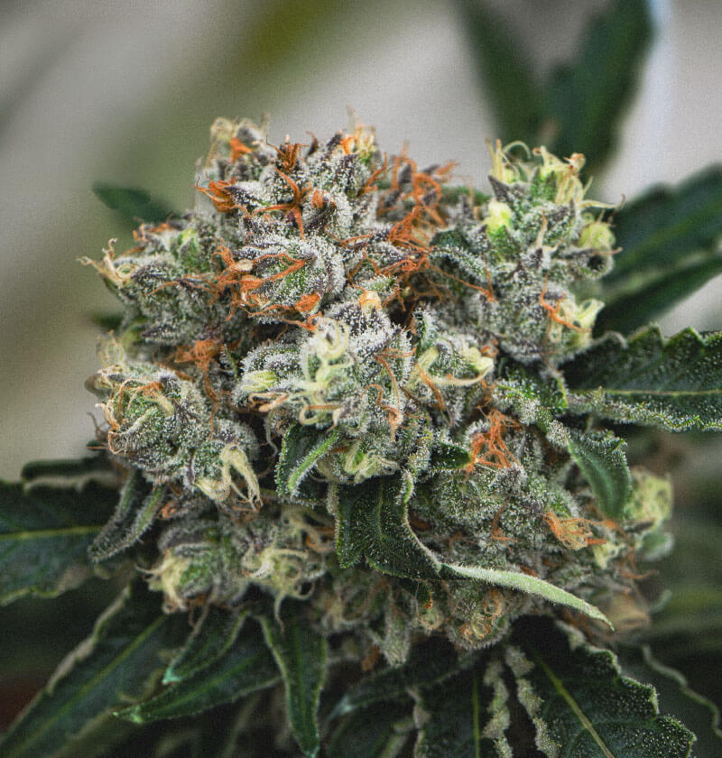 Strains - Organic Remedies