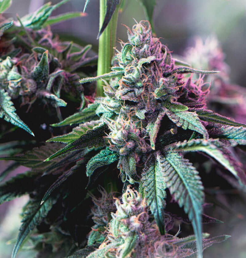 Strains - Organic Remedies