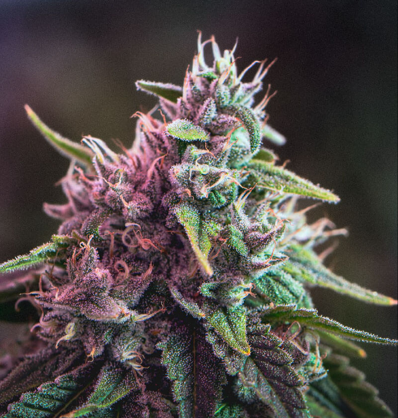 Strains - Organic Remedies