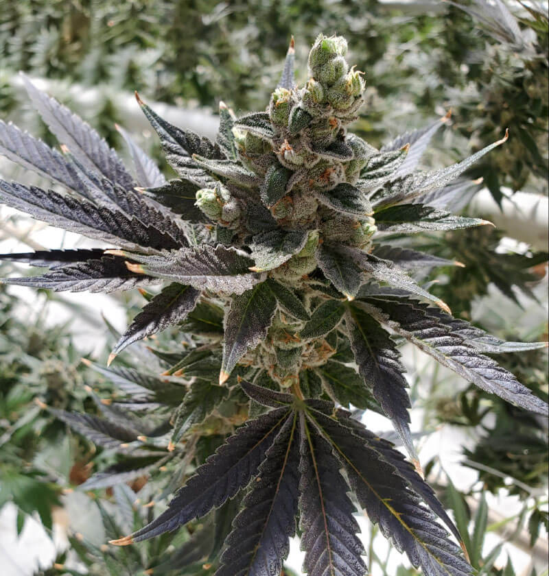 Strains - Organic Remedies