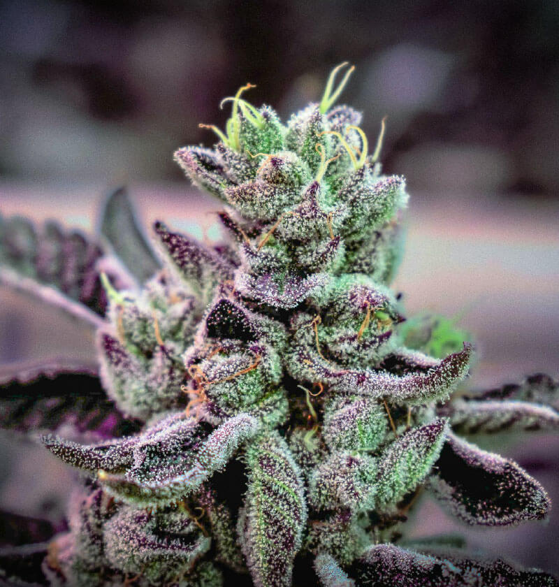 Strains - Organic Remedies