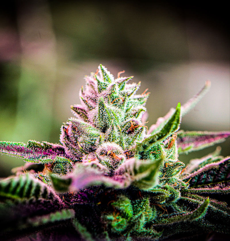 Strains - Organic Remedies