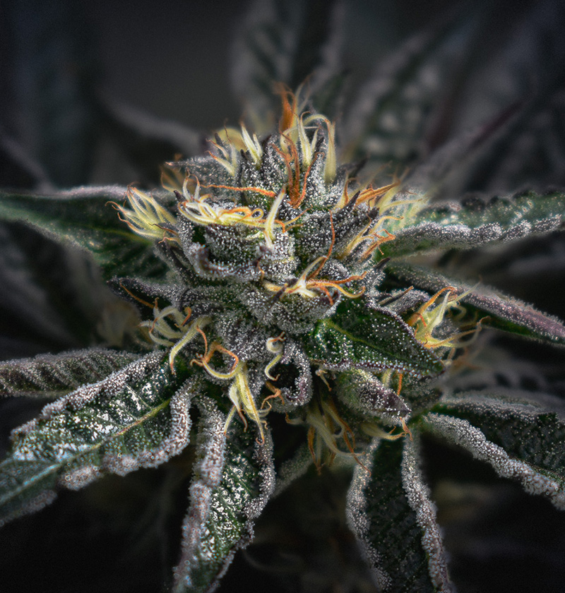 Strains - Organic Remedies