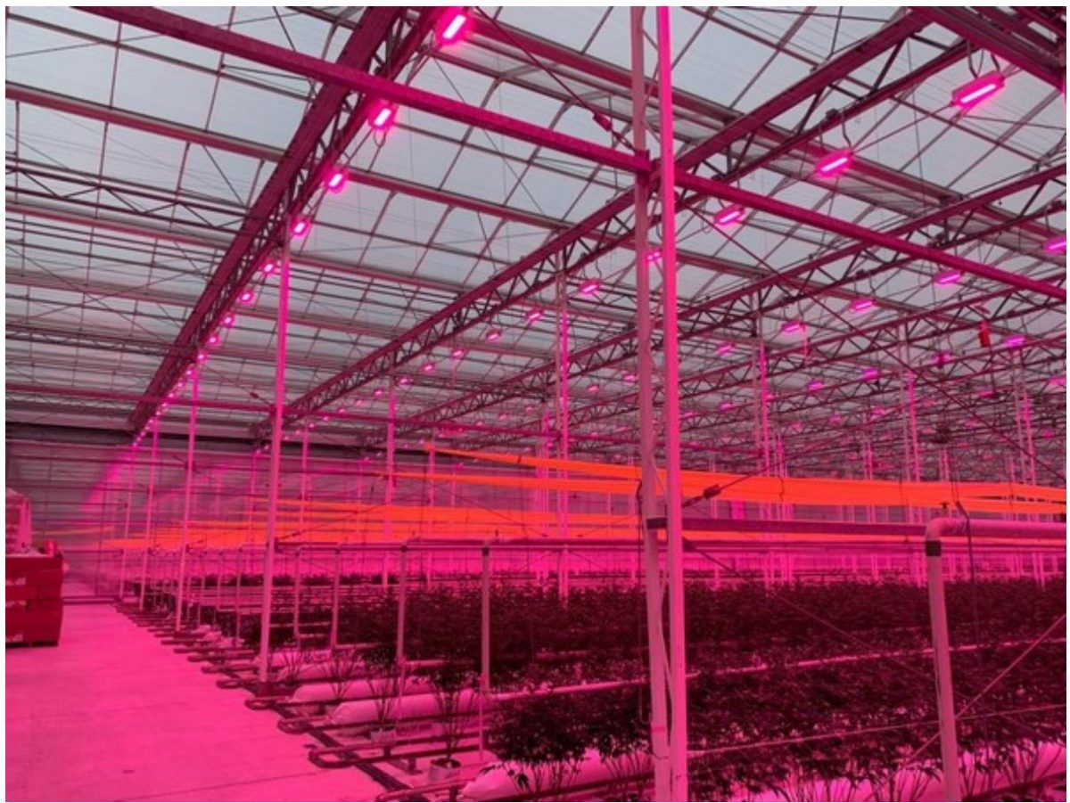 GROWER USES AQUIFER BELOW GREENHOUSE FOR WATER-COOLED LEDs - Organic ...