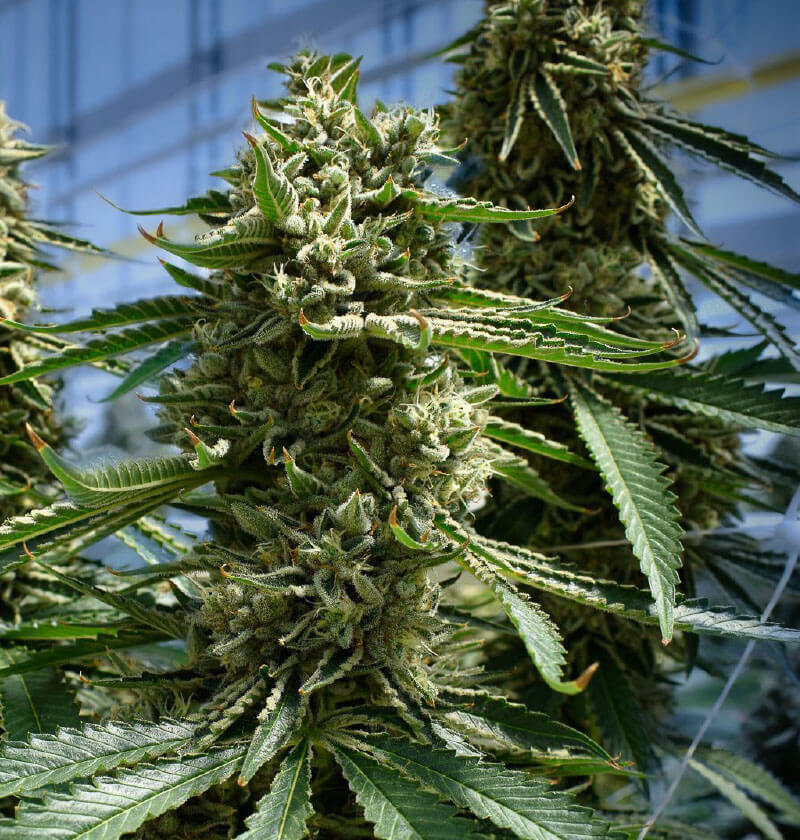 Strains - Organic Remedies