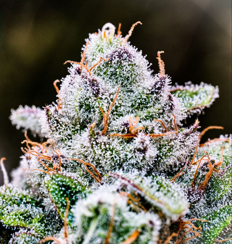 Strains - Organic Remedies