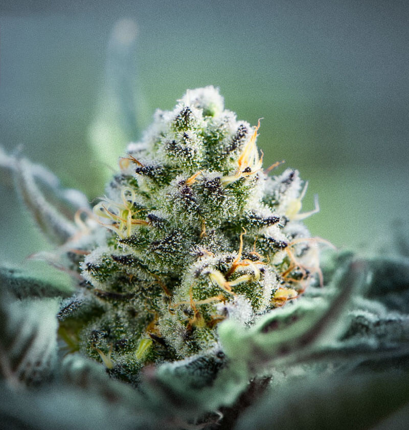 Strains - Organic Remedies