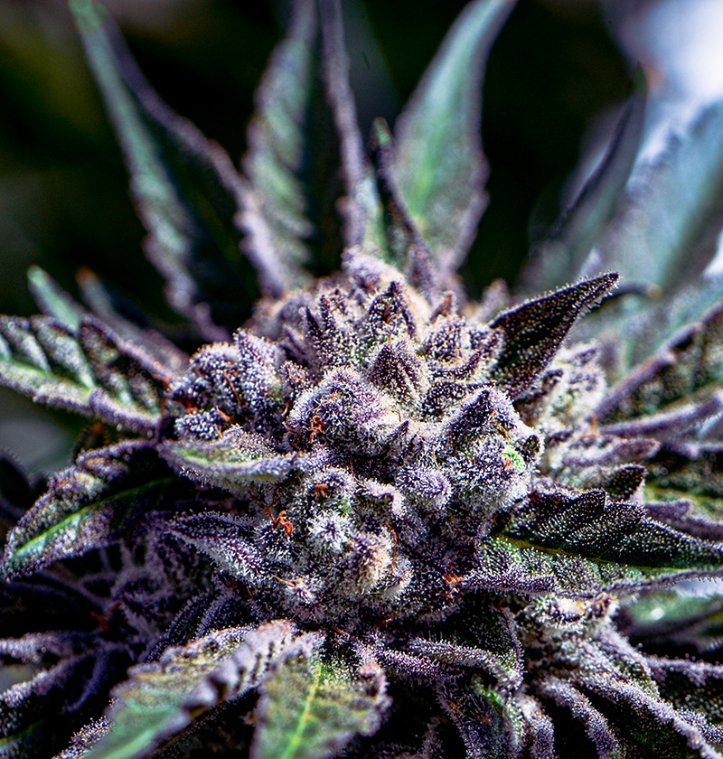 Strains - Organic Remedies