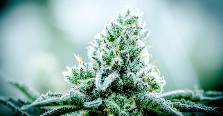 Strains - Organic Remedies