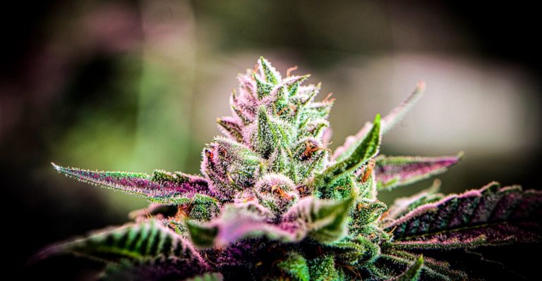 Strains - Organic Remedies